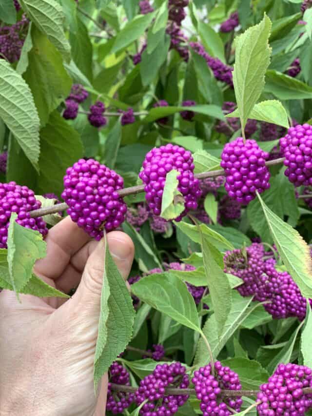 25+ rare and unusual edible plants to grow in your garden - Tyrant Farms