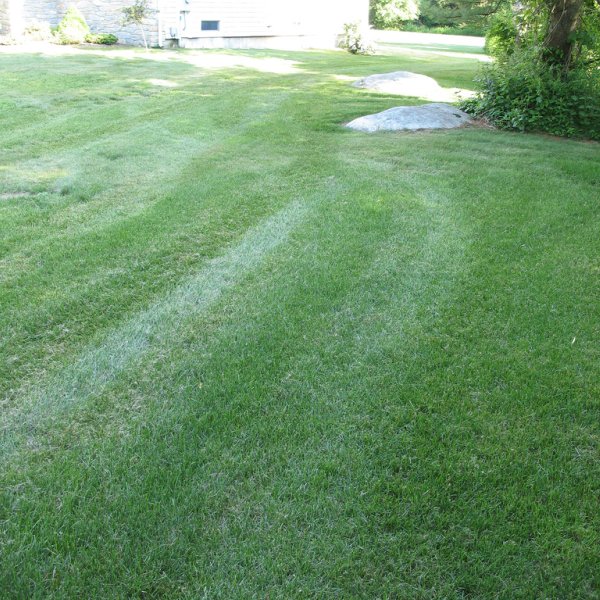 The NEW American Yard: Monoculture Grass Farm or Organic Food Farm?