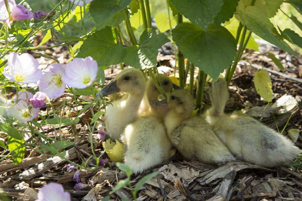 Do ducks have teeth? Find out how duck lamellae and digestion work ...