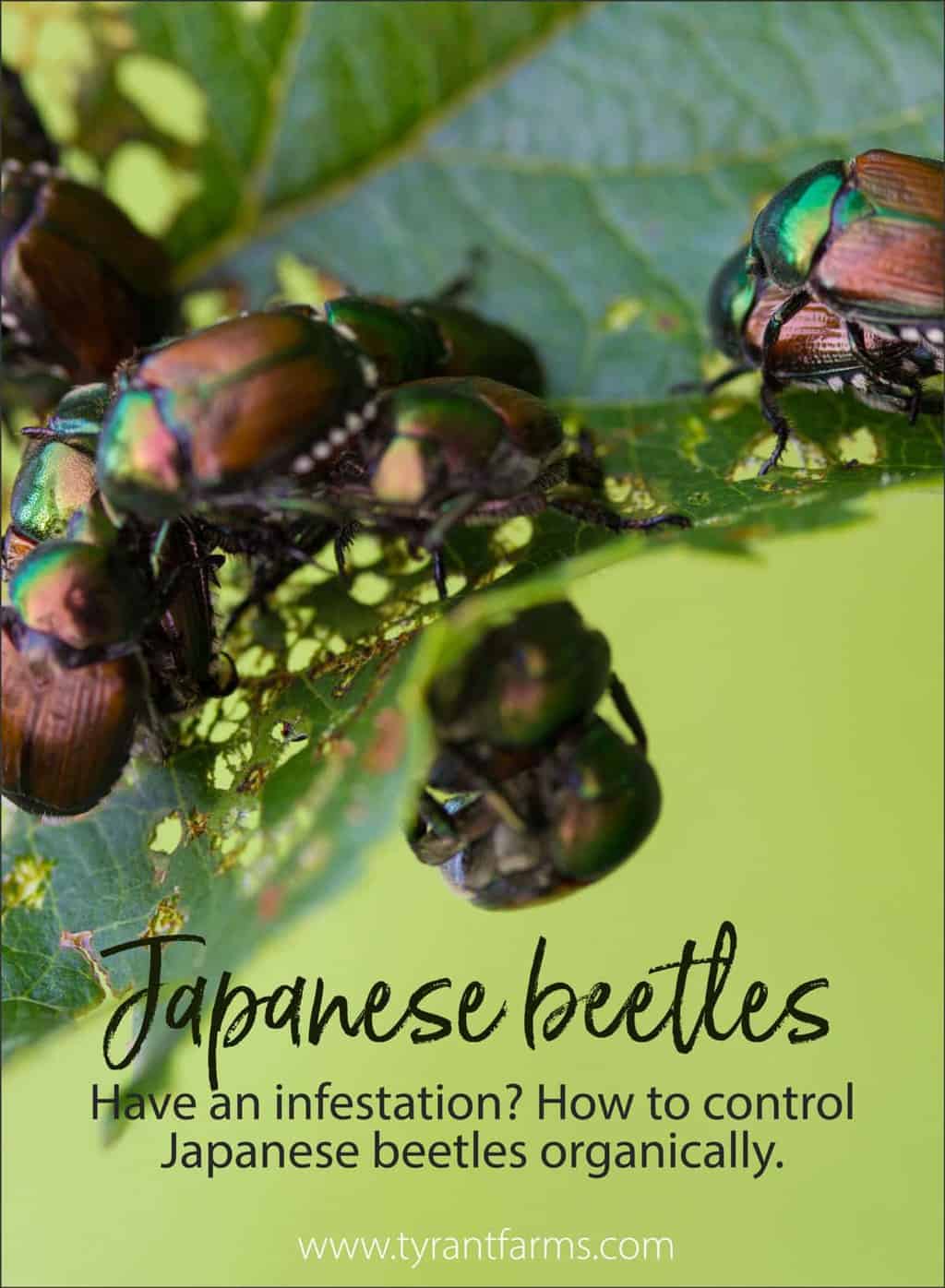 How to control Japanese beetles organically - Tyrant Farms