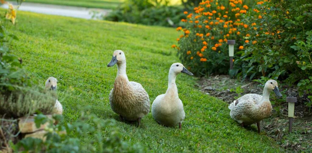 Duck Coops and Runs: How to Plan, Design, and Build Them - Tyrant Farms