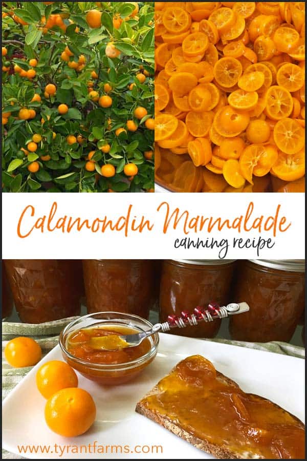 Calamondin Jam Recipe - Home Alqu