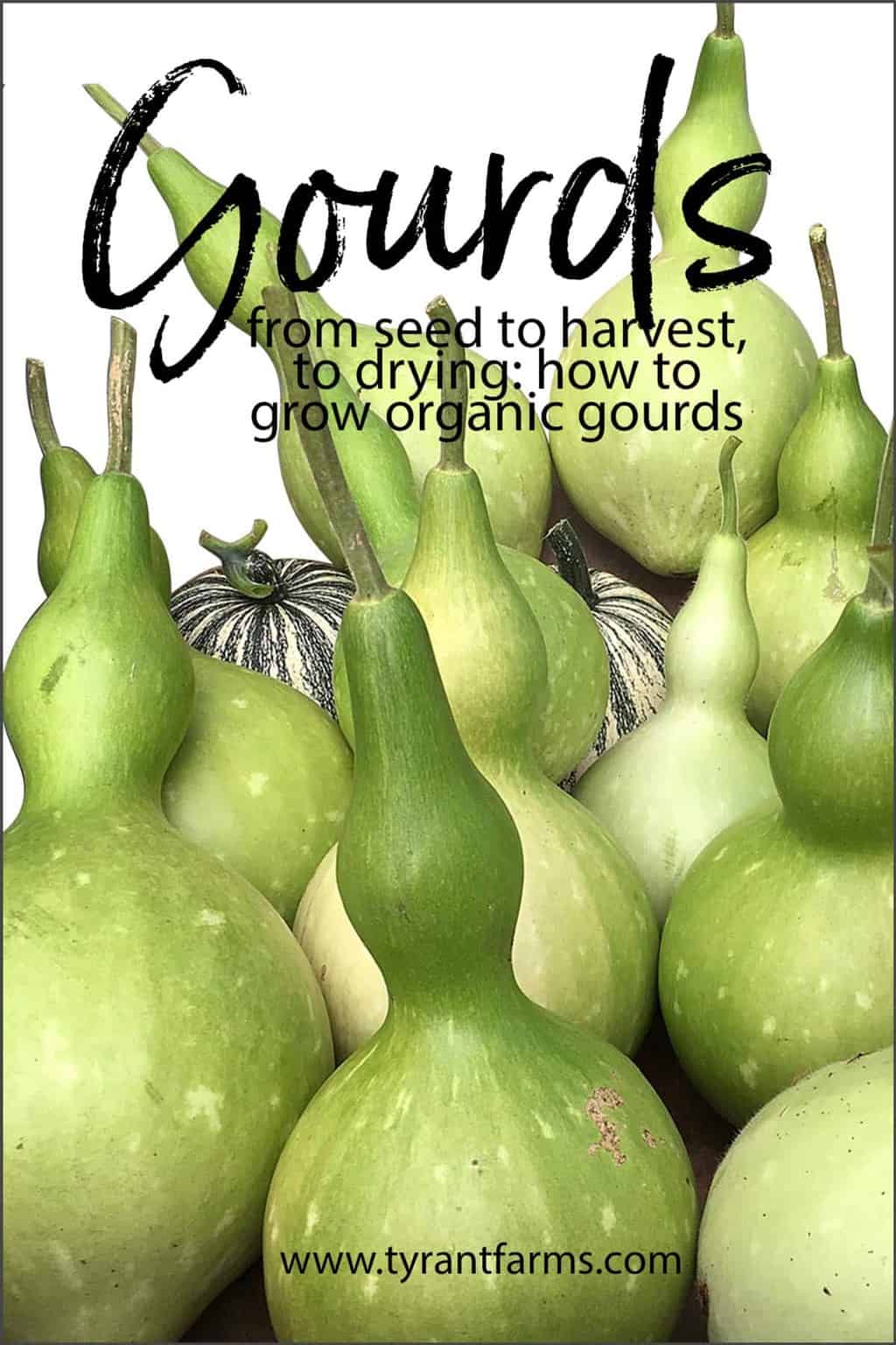 How to grow organic bottle gourds - Tyrant Farms