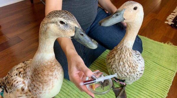 9 amazing duck eyesight facts you'll want to know - Tyrant Farms