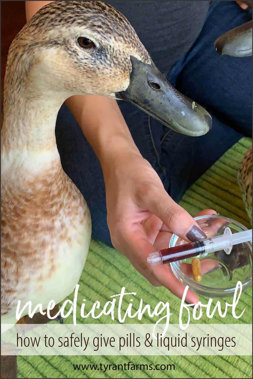 How to orally medicate ducks with pills or syringes (includes videos ...