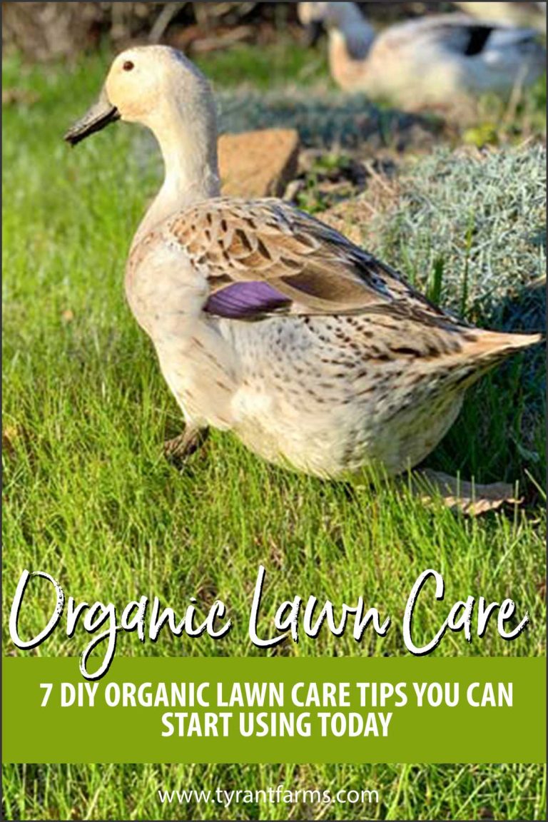 7 DIY organic lawn care tips you can start using today - Tyrant Farms