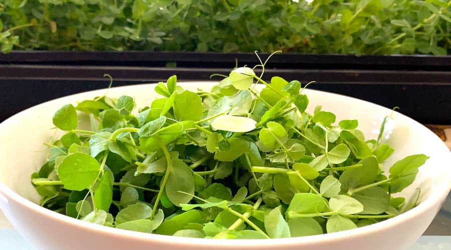 How to grow an endless supply of pea greens indoors - Tyrant Farms