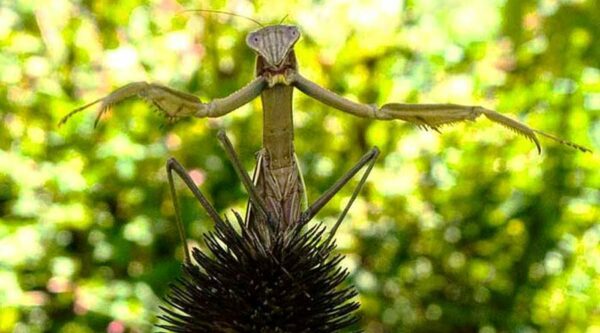 Praying mantis egg case identification — and all about praying mantises ...