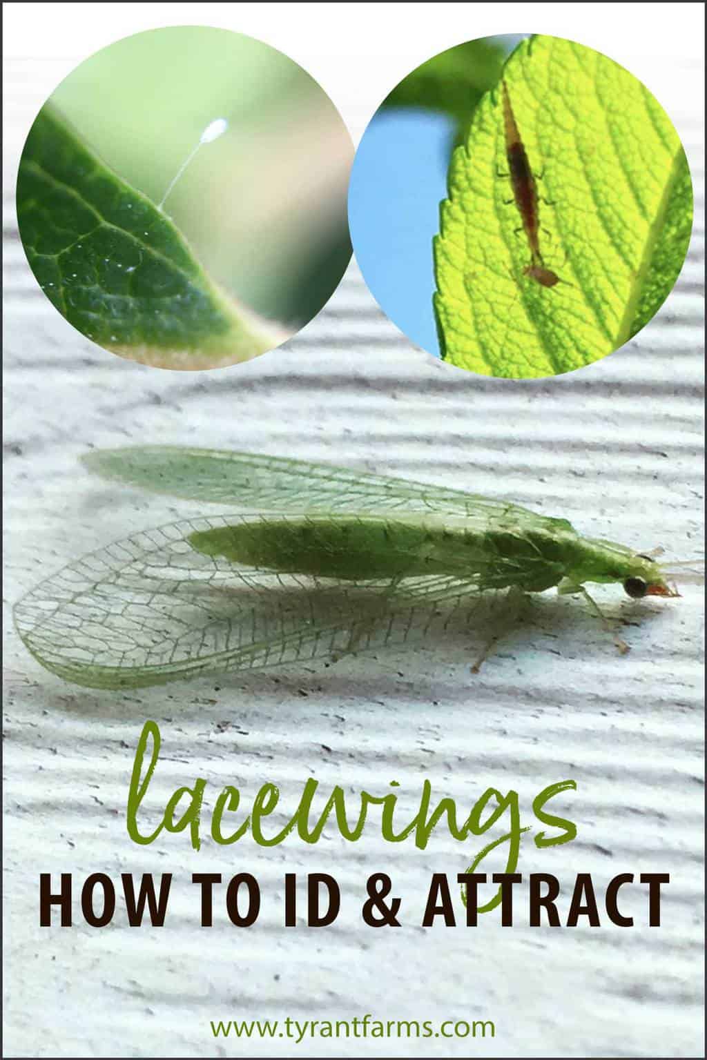 Lacewings: how to ID and attract this amazing, beneficial insect ...