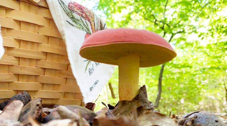 Bicolor bolete (Baorangia bicolor) - how to find, ID, and eat this wild ...