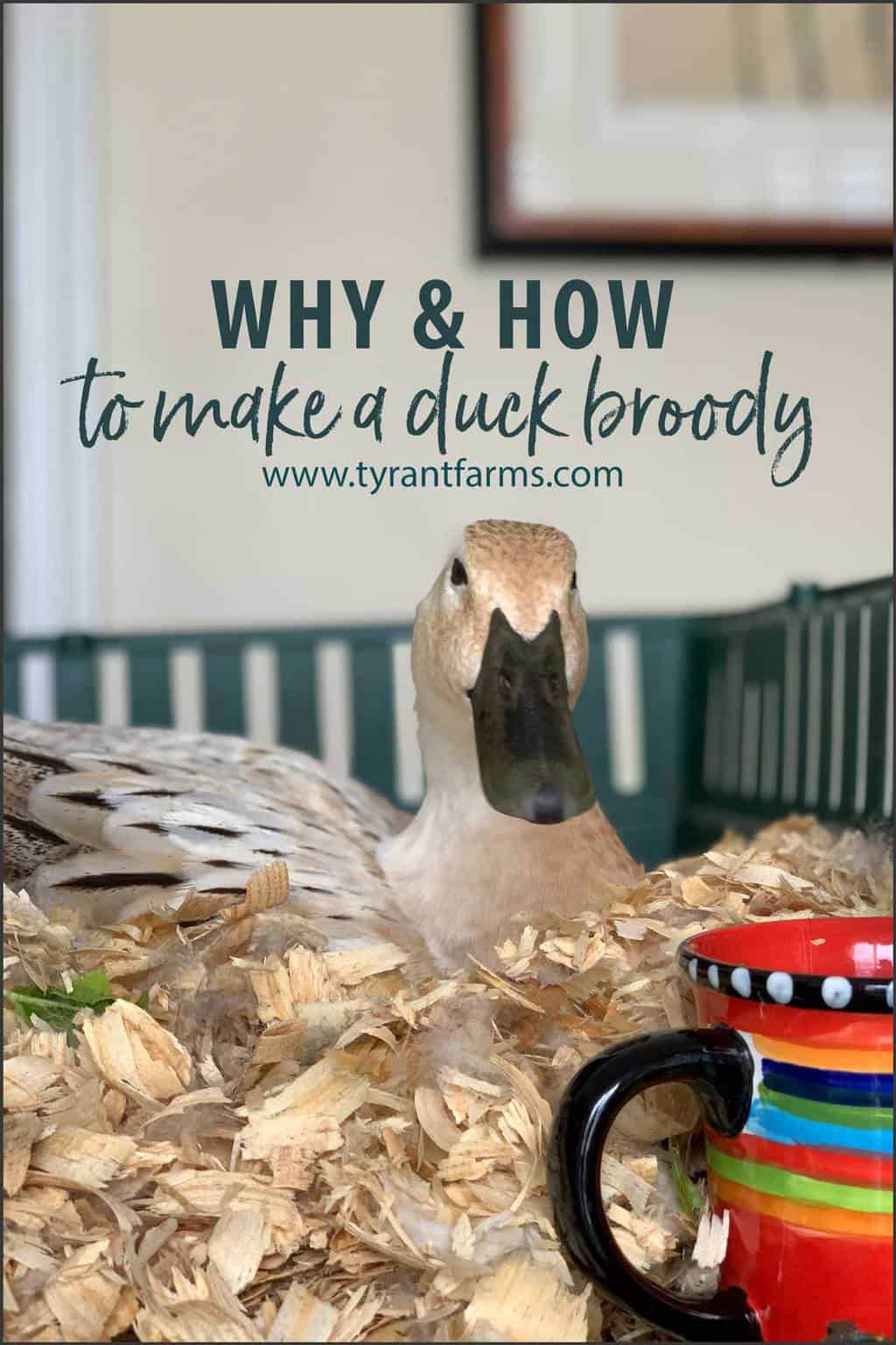 Why and how to make a duck go broody - Tyrant Farms