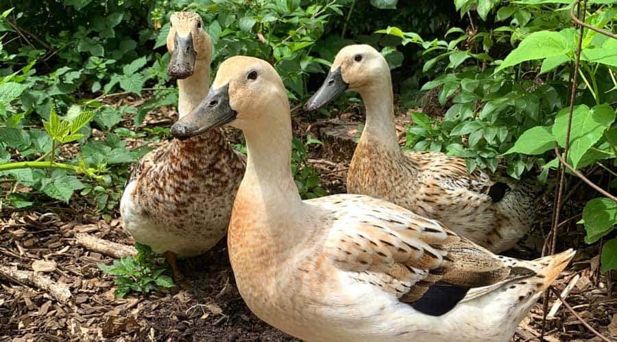 How to herd your ducks (aka get your ducks in a row!) - with video - Tyrant Farms