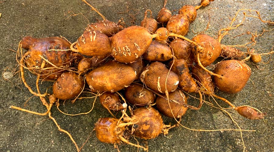 How to grow American groundnuts in your garden + recipes! - Tyrant Farms