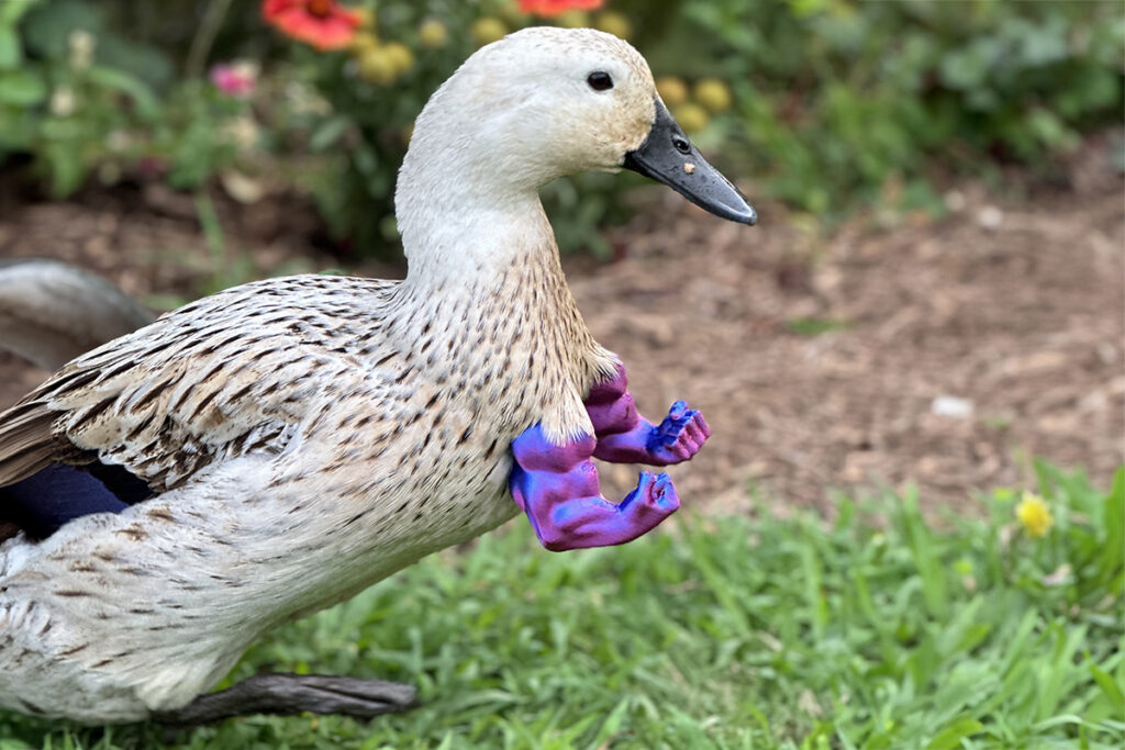 9 amazing duck facts that will blow your human mind - Tyrant Farms