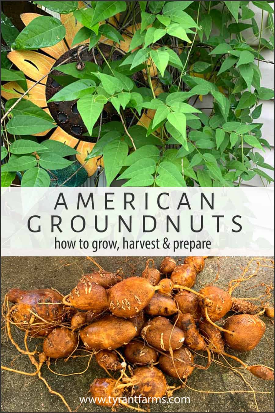 How to grow American groundnuts in your garden + recipes! - Tyrant Farms