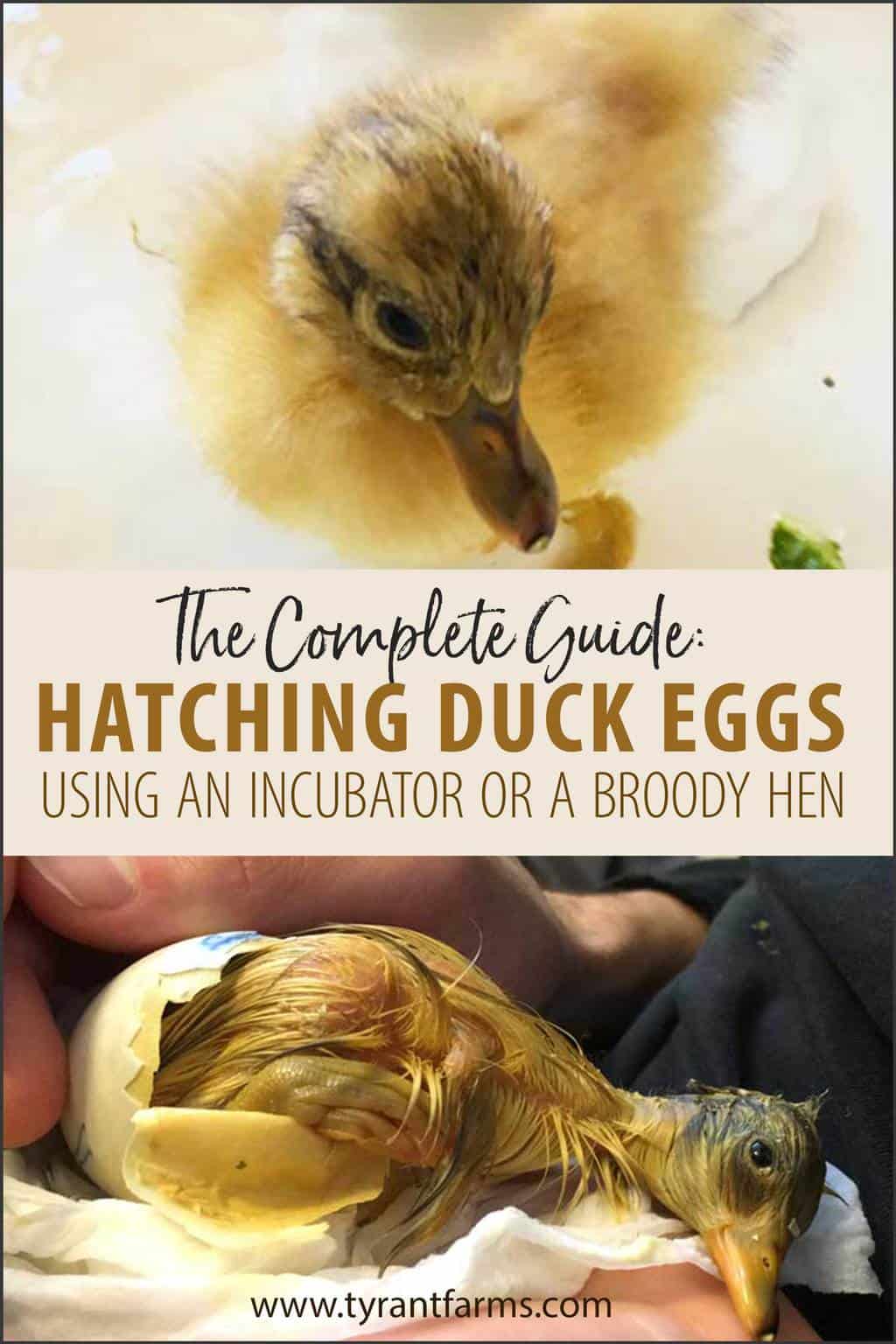 How to hatch duck eggs in incubator or under momma duck - Tyrant Farms