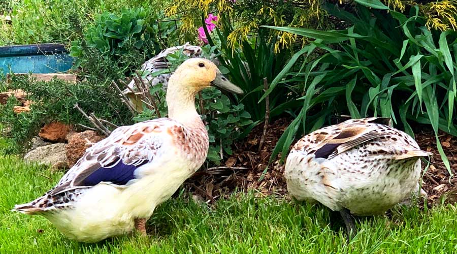 10 summer care tips for your backyard ducks - Tyrant Farms
