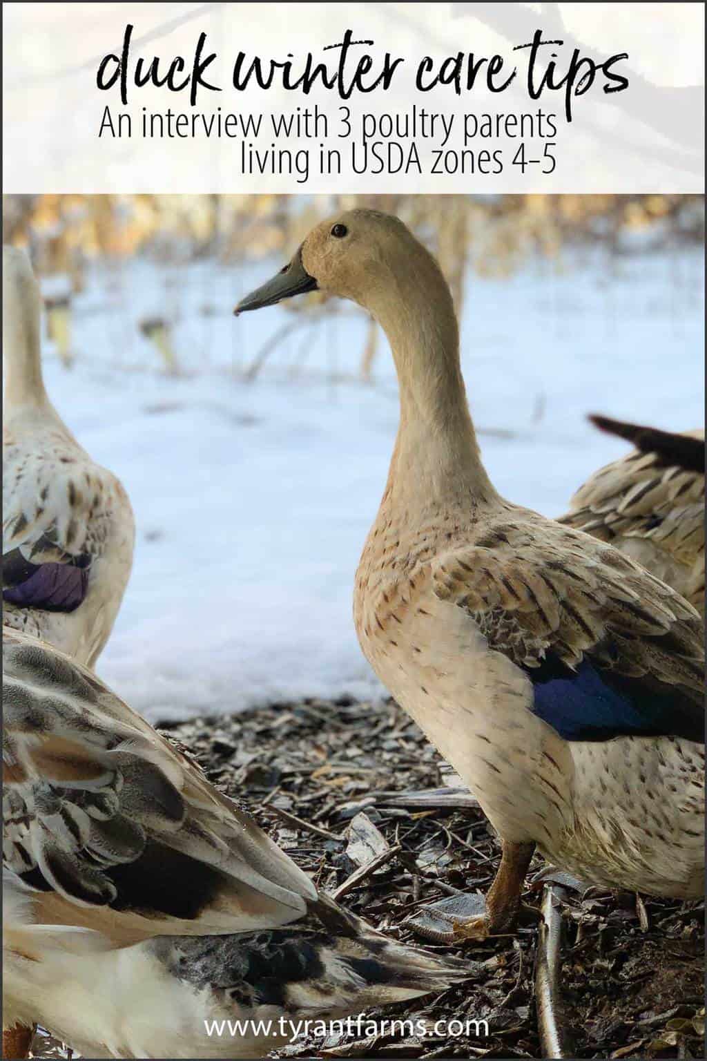 Duck winter care tips - from the experts! - Tyrant Farms