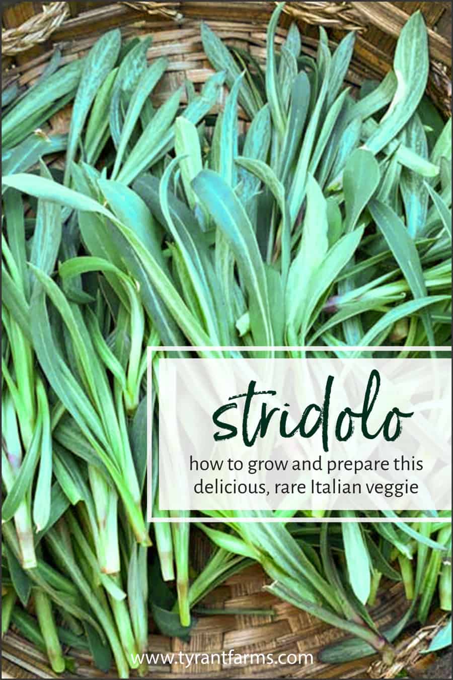 Stridolo (Silene vulgaris): how to grow and eat this rare Italian ...