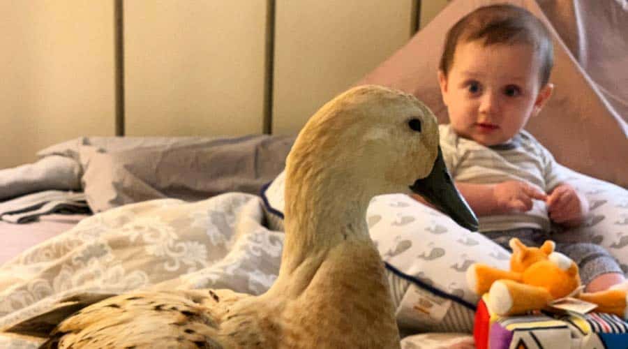 Human And A Baby Duck