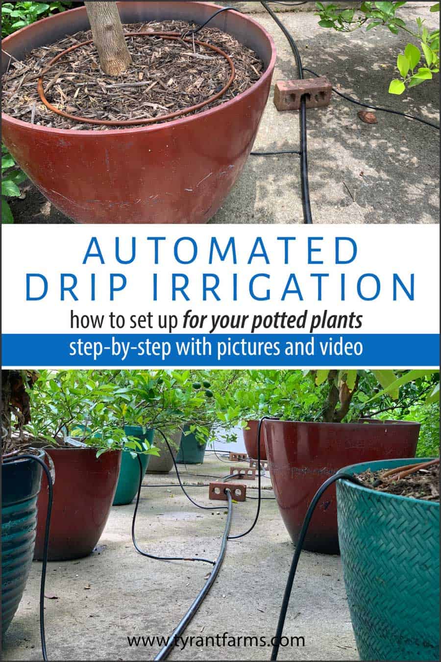 How to set up automated drip irrigation for potted plants - Tyrant Farms How to set up automated drip irrigation for potted plants - Tyrant Farms