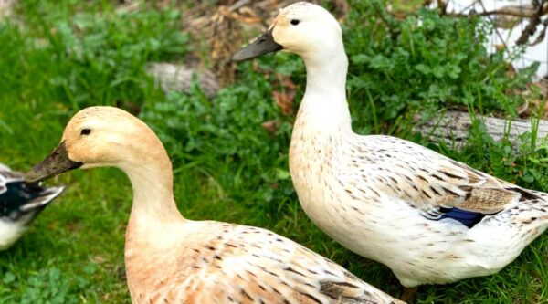 How to get your ducks to like you - Tyrant Farms