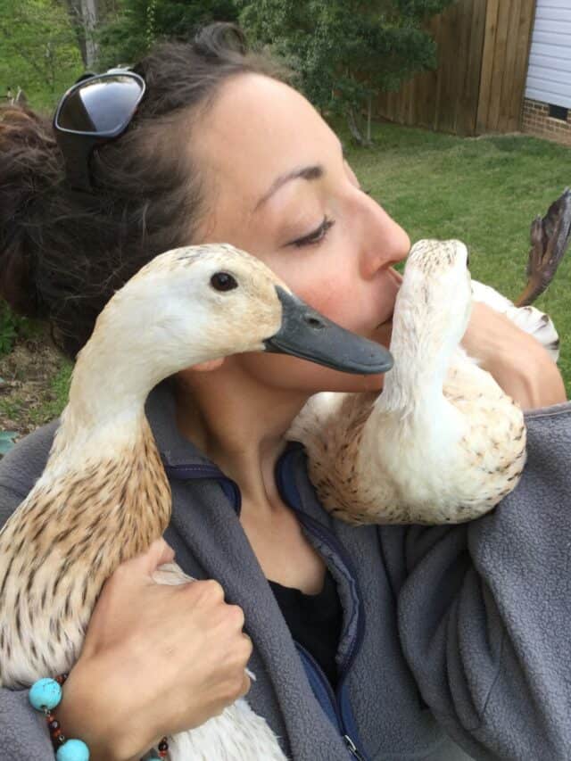 How to get your ducks to like you - Tyrant Farms