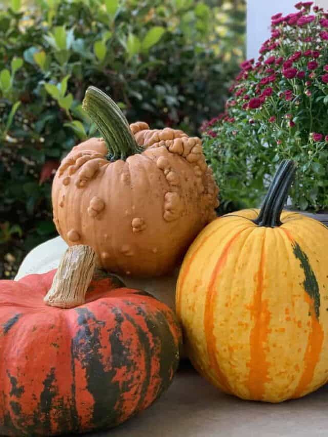 How to process, eat (and drink!) a fresh pumpkin. - Tyrant Farms