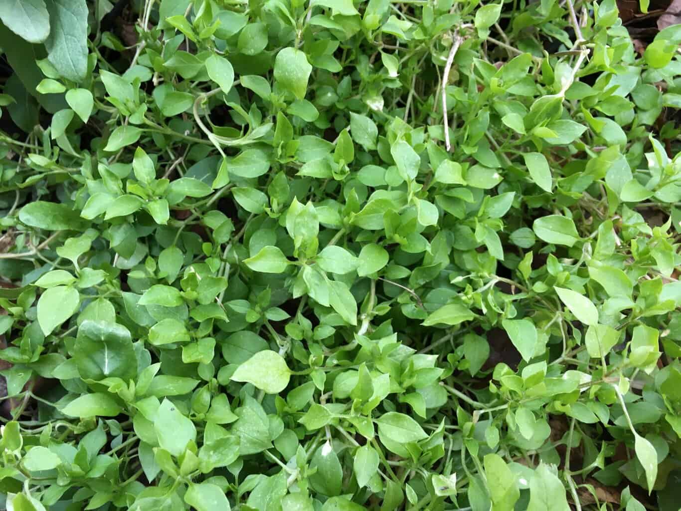 Common Edible Weeds