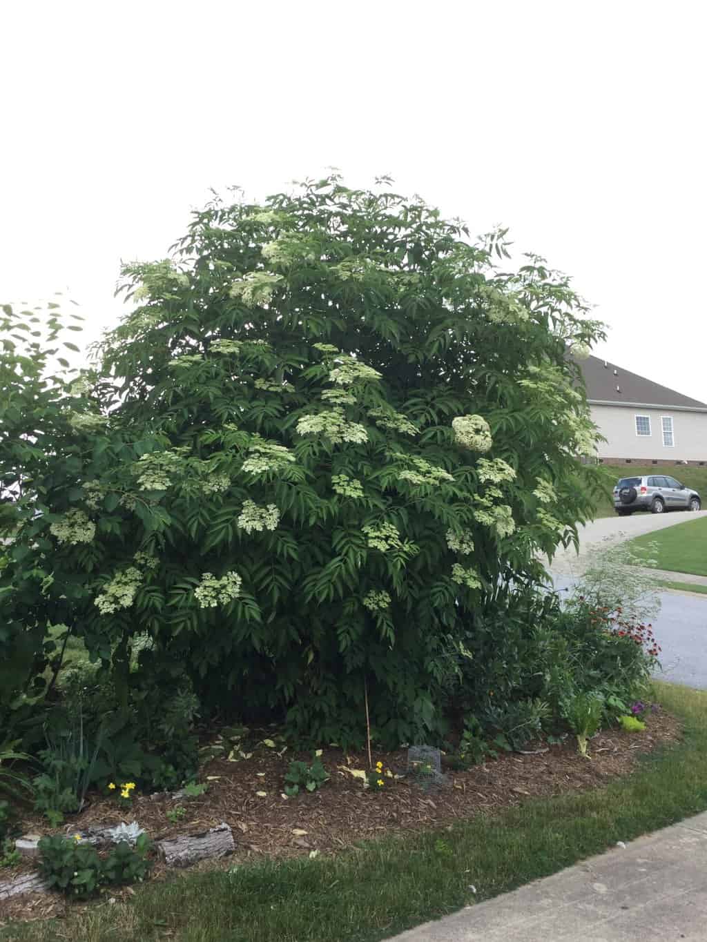 Elderberry Bush Varieties