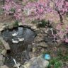 How to make a DIY backyard duck pond that’s self-cleaning! - Tyrant Farms