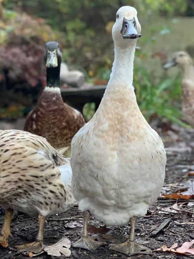 How To Sex A Duck Is It Male Or Female Tyrant Farms