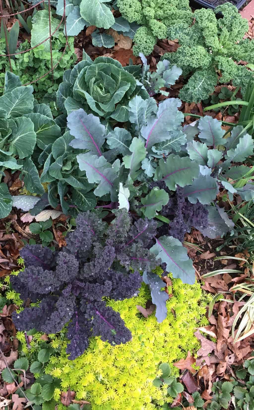 Shade Loving Edible Plants Edible Plants That Handle Shade! #plantnet