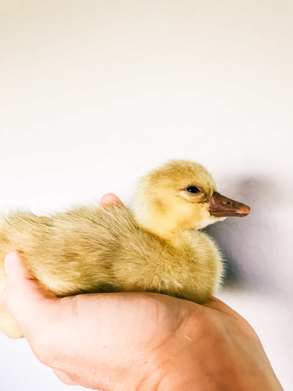 Goslings Hatching
