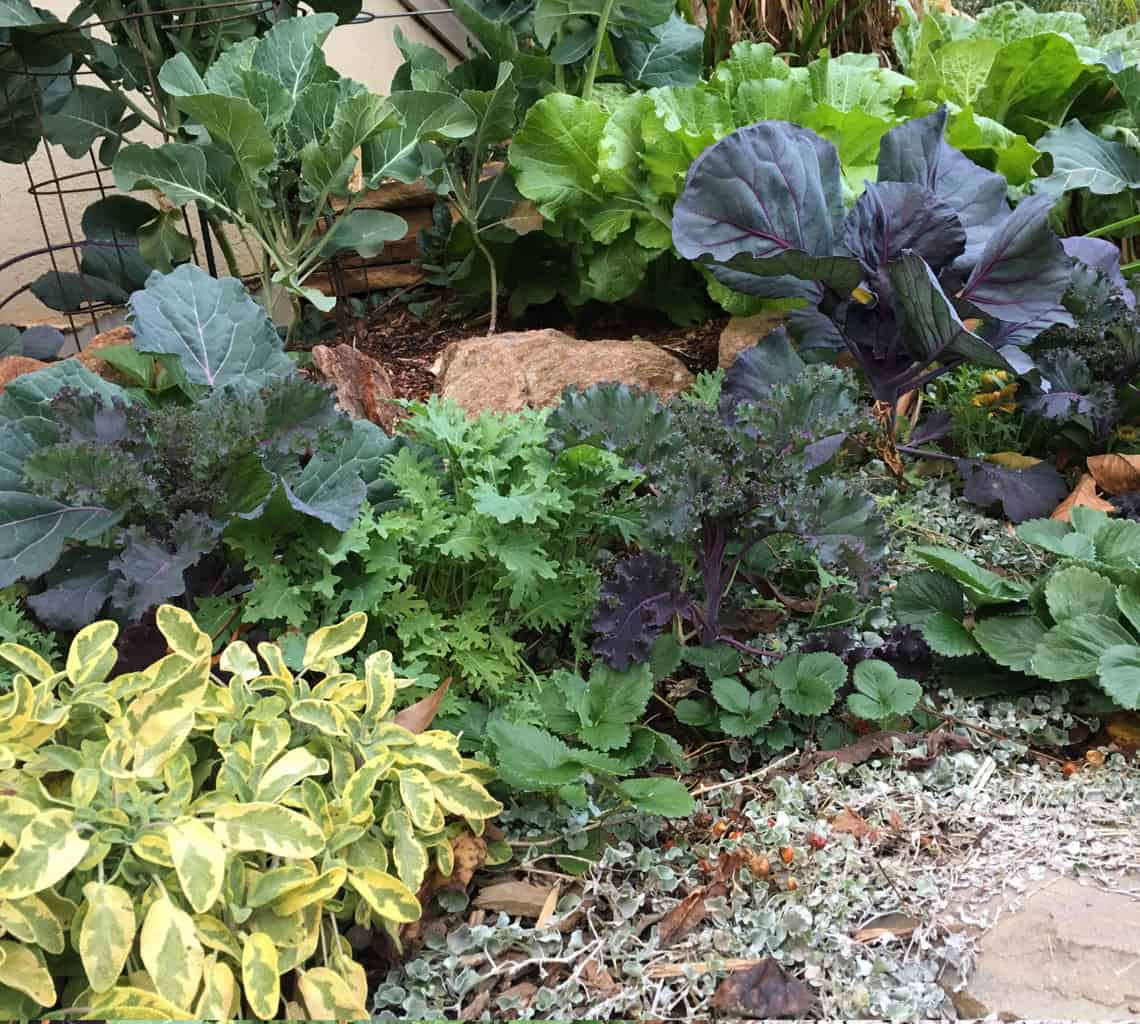 Edible Shade Plants 15 Vegetables That Grow In Shade