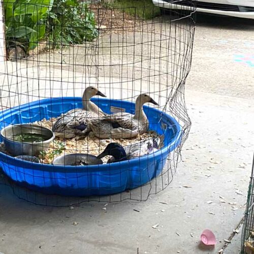 Need duck coop ideas? Come tour Waddle Inn! - Tyrant Farms