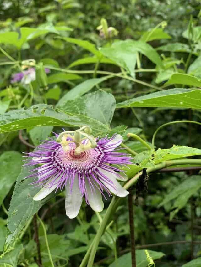 Native Passion Fruit (Passiflora Incarnata): How To Grow, Forage, & Eat ...