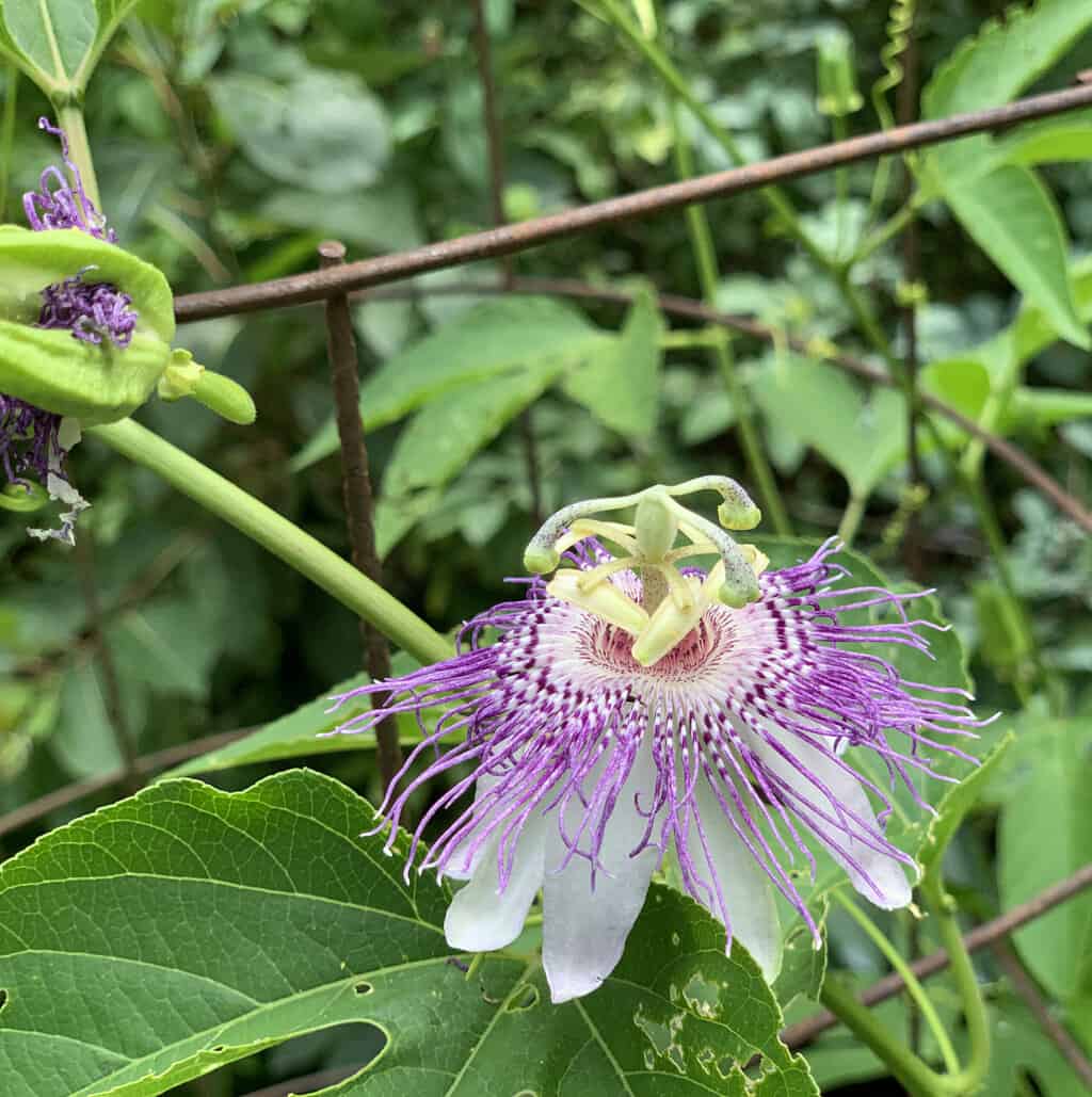 Passiflora Incarnata Fruit