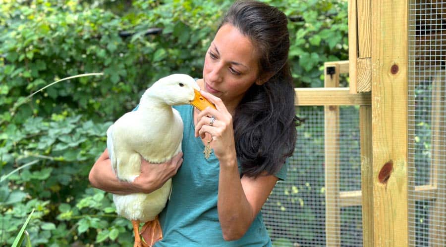 Rescue ducks vs buying from stores & breeders - which is best? - Tyrant ...