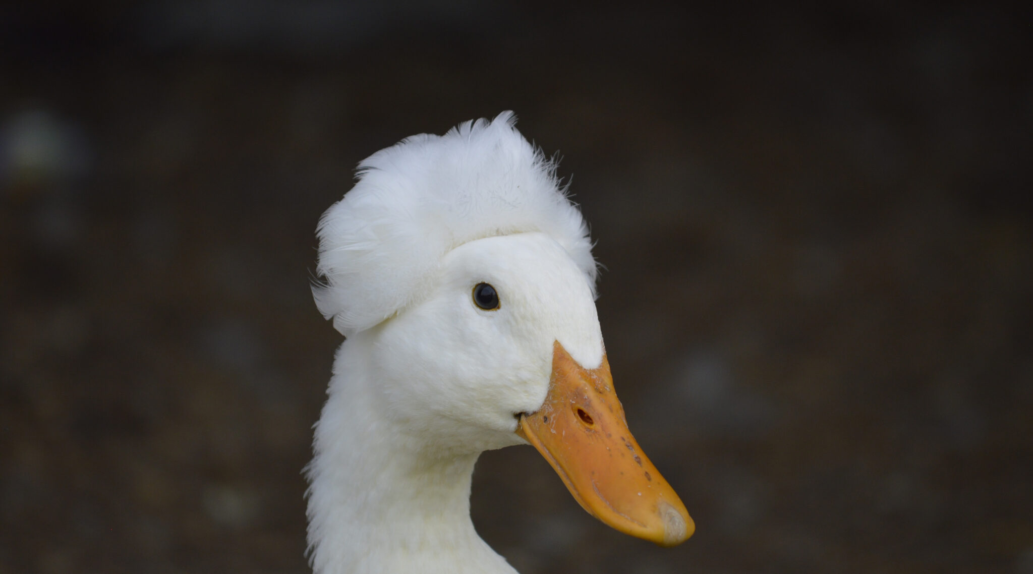 What are crested ducks - and should backyard duck keepers get them ...