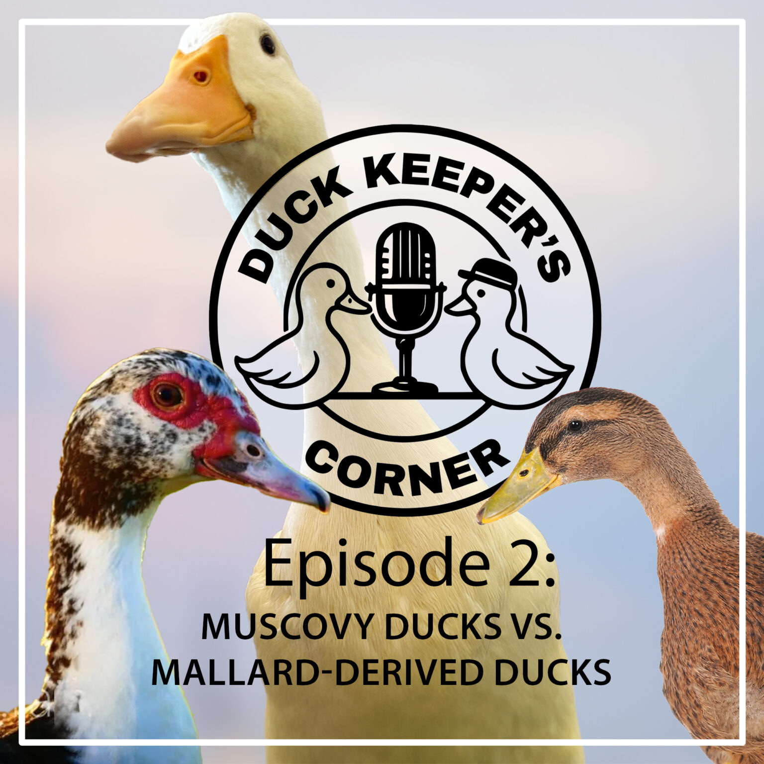 Molting feathers: no, your duck isn't dying - Tyrant Farms