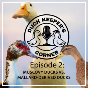 Understanding duck mating and courtship - Tyrant Farms
