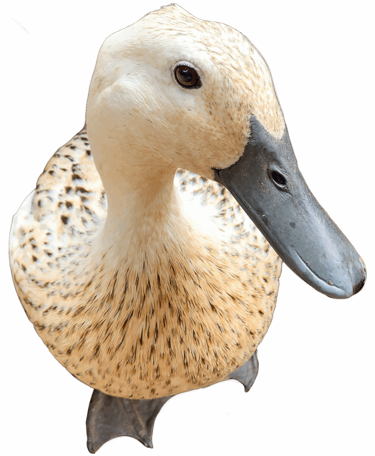 Recipe: Sugar-free pomegranate molasses from fresh fruit - Tyrant Farms