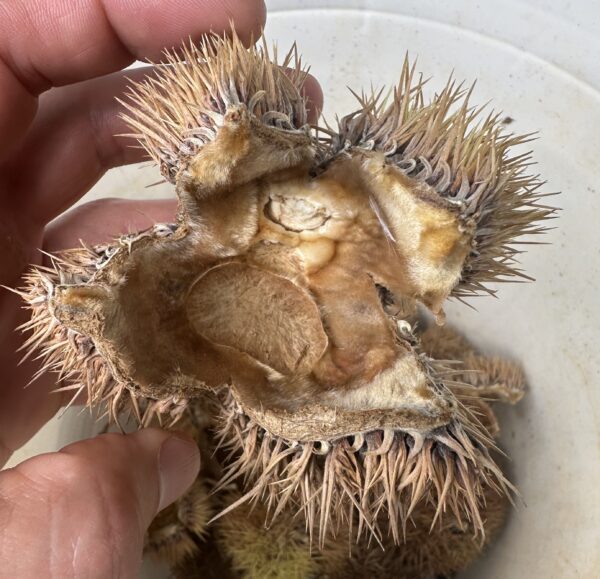 How to keep weevils from eating your chestnuts - Tyrant Farms