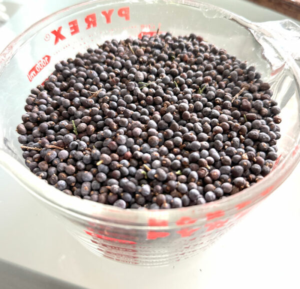 How to find and use juniper berries from Eastern red cedar trees ...